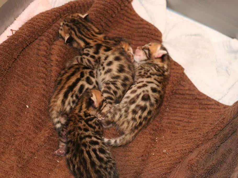 Kitten Progression: Early Stage Age Chart, Milestones, and More