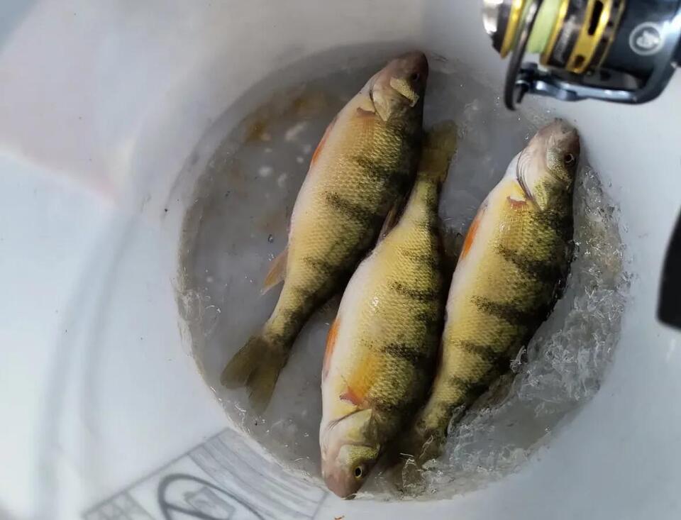 AA: Nelson Reservoir Ice Fishing Report - NewsBreak