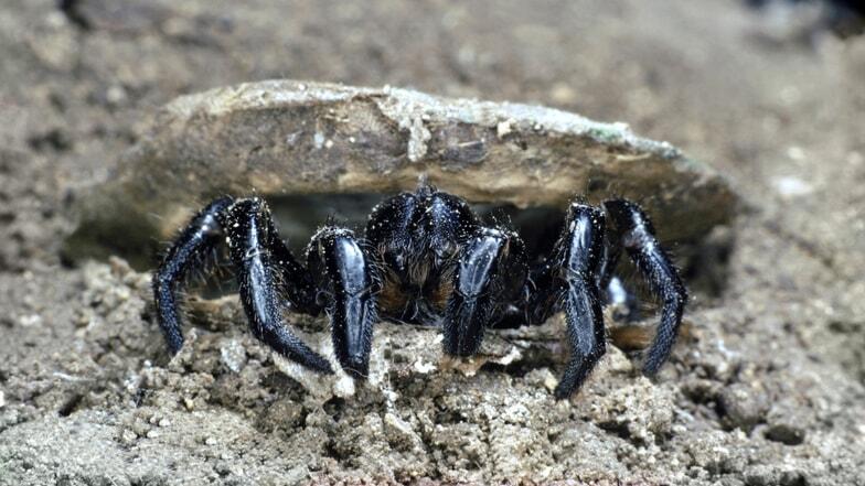 ‘Giant’ Spider Discovered and This Thing is Horrifying - NewsBreak