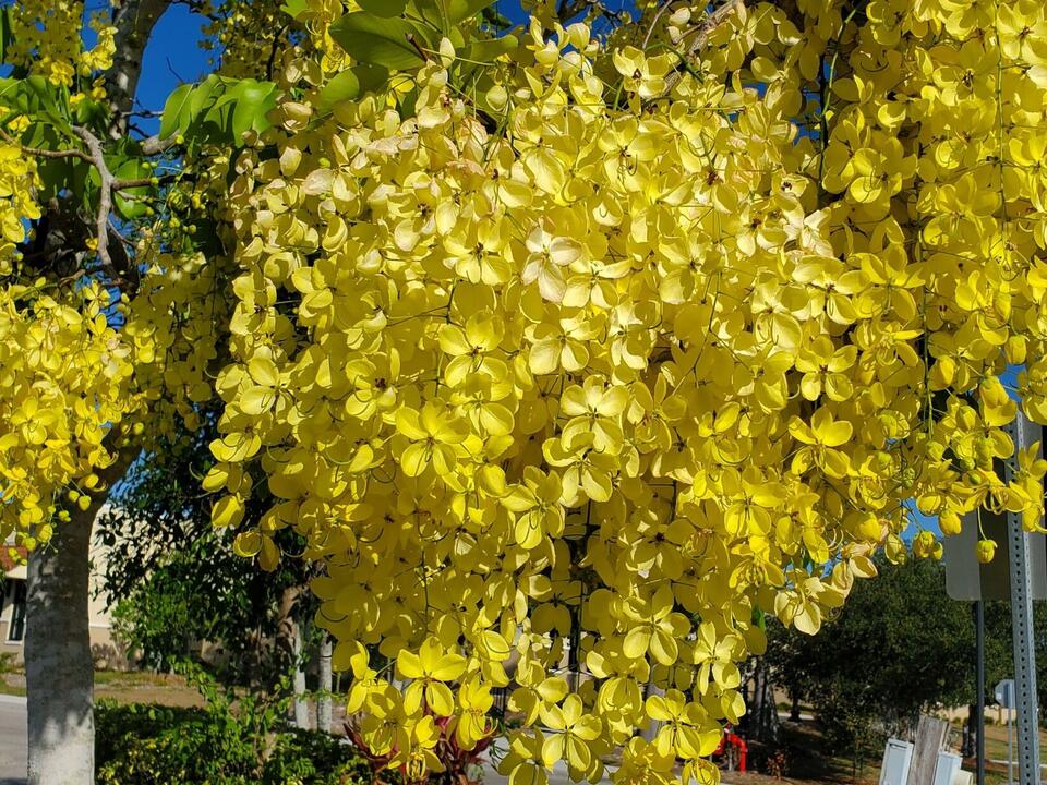 COLUMN: This golden-flowered tree looks great against a bright blue sky