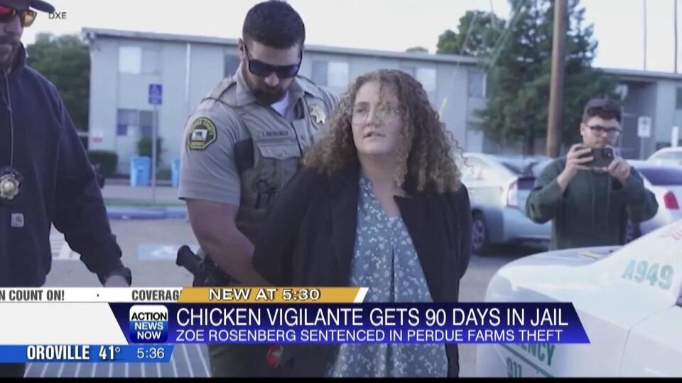 Berkeley activist Zoe Rosenberg jailed for Sonoma County chicken theft ...