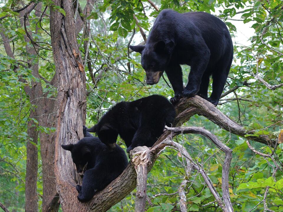 Coexisting with Wild Animals