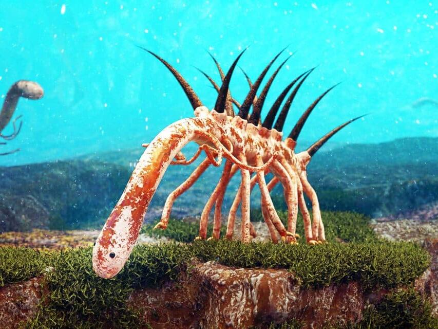 Tiny worms sparked explosive evolutionary period of life on Earth