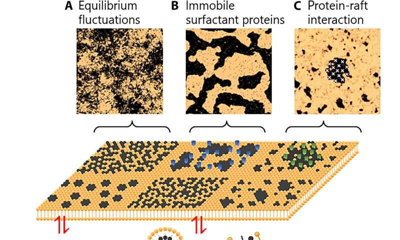Nanoscopic raft dynamics on cell membranes successfully visualized for ...
