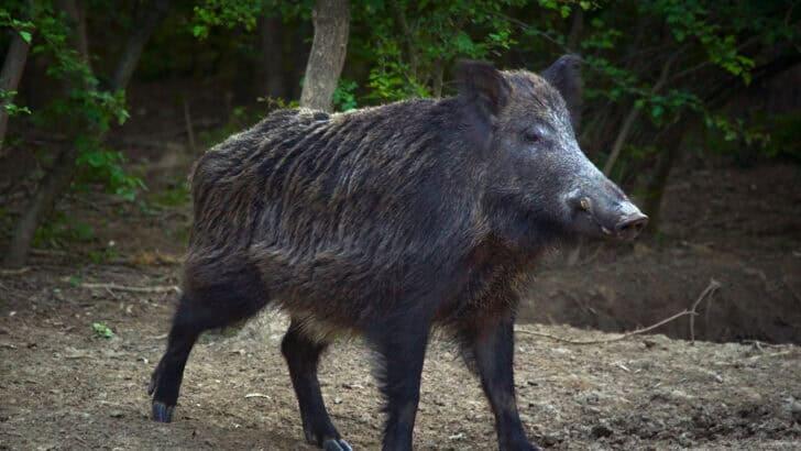 The Deadliest Animals You’ll Find in American Swamps - NewsBreak