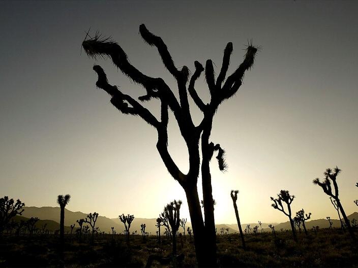 California Protects Its Joshua Trees. A New Bill Could Allow More To Be ...
