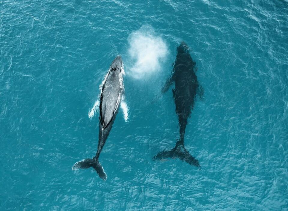 Whales have developed an impressive strategy to evade predators - NewsBreak