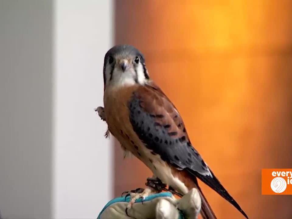 Everyday Iowa - RARE Raptor