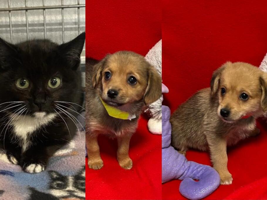 Humane Society Pets of the Week – February 11, 2024