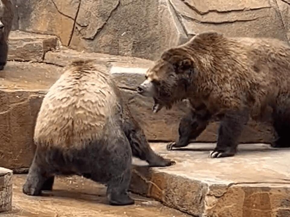 Grizzly Bear Brothers Go Head To Head At Milwaukee Zoo, Mom Comes In To ...