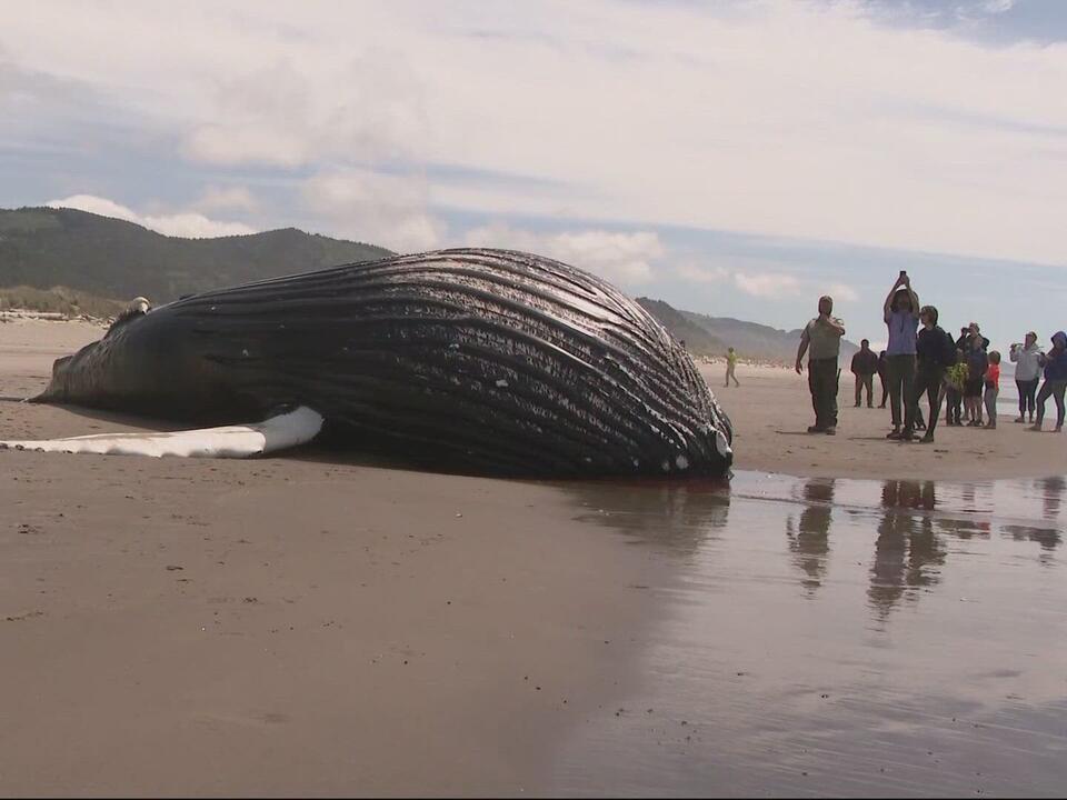 Dead humpback whale washes ashore on Oregon Coast