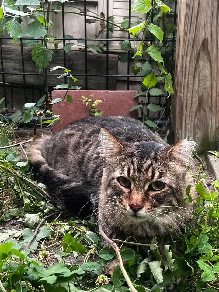 🐱 Sweet Cats in Clinton Ready for Adoption — Meet Them Today - NewsBreak