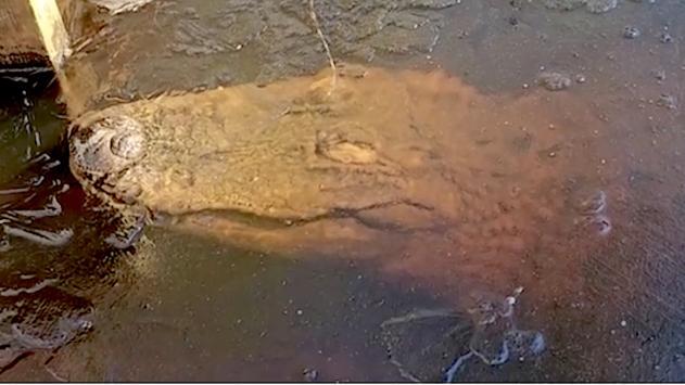 Texas alligator makes snout hole in frozen pond to survive winter ...