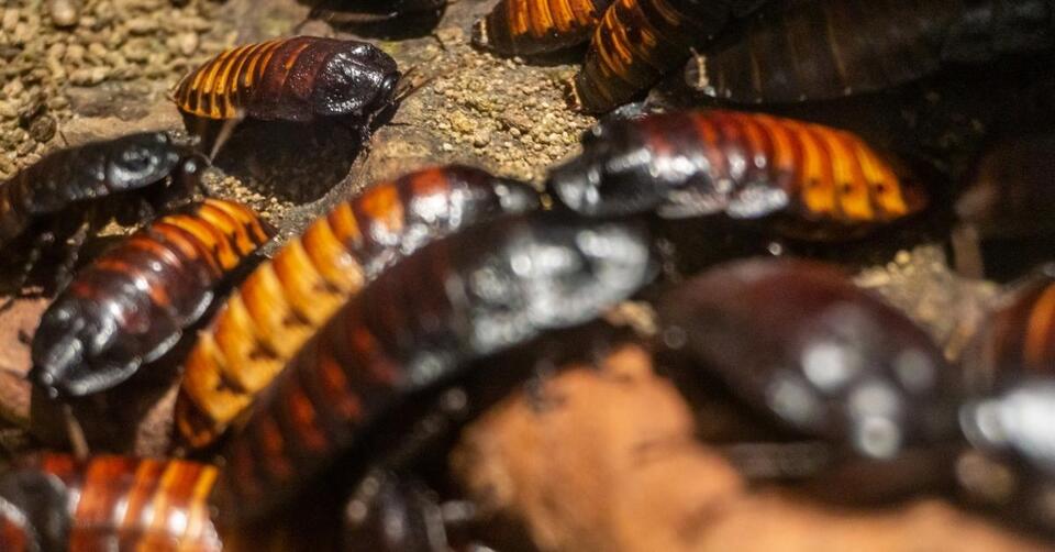 Cockroaches Become Cannibals When They Fall in Cockroach Love - NewsBreak
