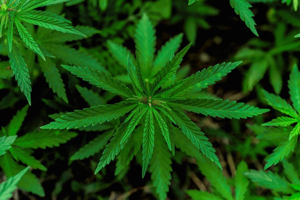 Serious Weed Emergencies Happening in New York State - NewsBreak