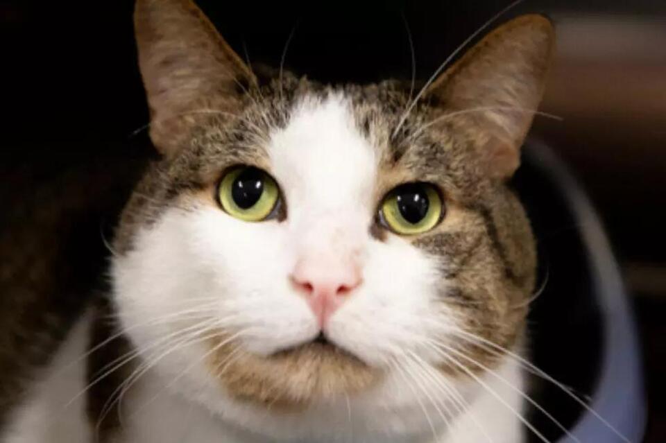 ‘Tats For Tails’ Event For TCHS: Pawsitively Amazing - NewsBreak