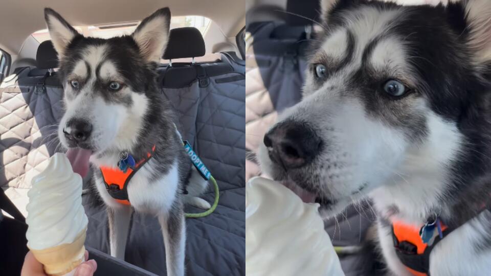 Shelter Husky Tries Ice Cream for the First Time and Melts Hearts With ...