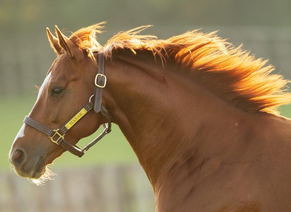 Derby Winner Masar Relocates To Sunnyhill Stud In Ireland For 2025 ...