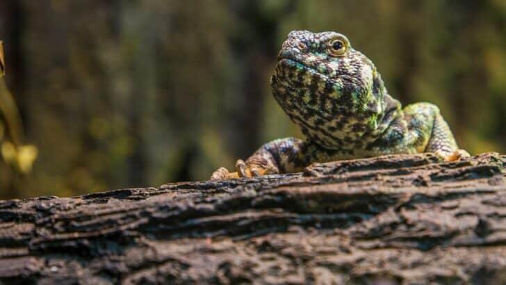 How to Create a Garden That Benefits Reptiles - NewsBreak