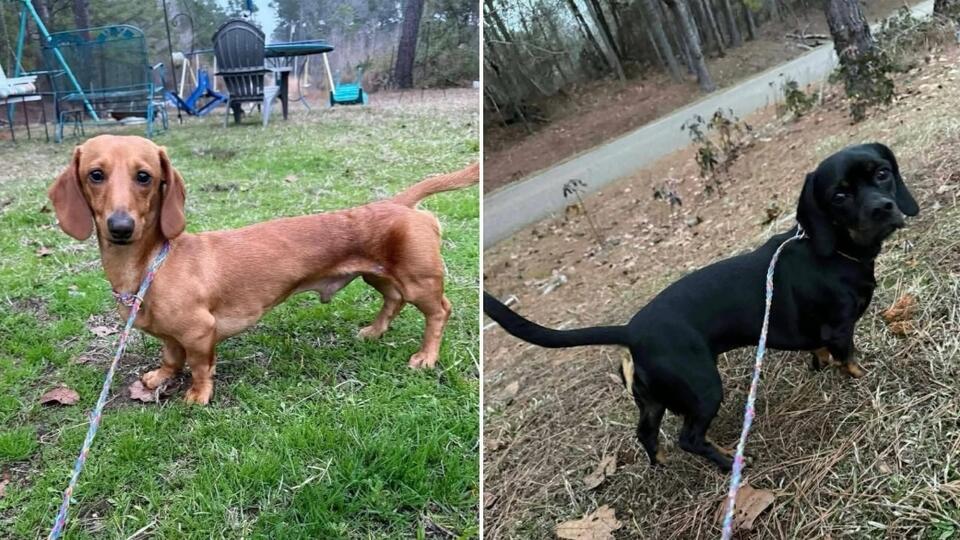 Bonded Pair of Sweet Small Dogs Urgently Need a Foster Home to Escape ...