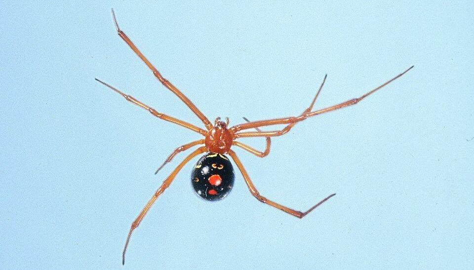 16 Black And Red Spiders (With Pictures Of Each) - NewsBreak
