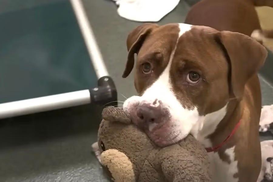 Elderly shelter dog who went viral in heartbreaking adoption video ...