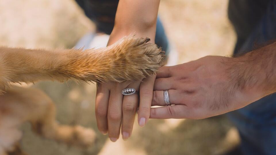 “Volunteers Are Running on Fumes”: How Fake Interest Keeps Dogs Waiting ...