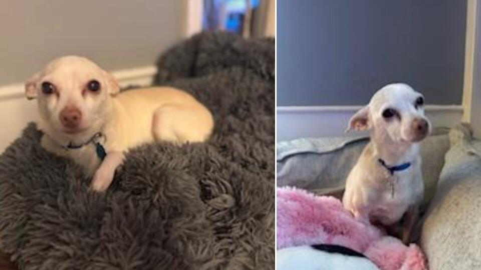 Meet Autumn: The "Petite Princess" Chihuahua Seeking a Lap & Love ...
