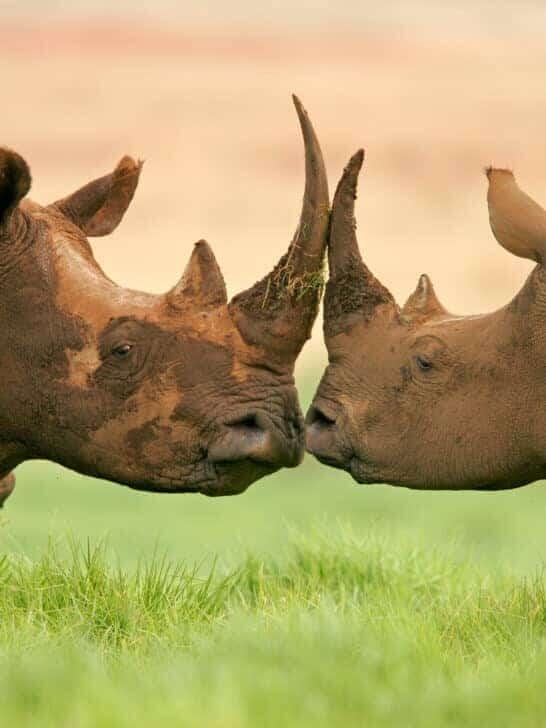 Top 5 Rarest Animals in the World - NewsBreak