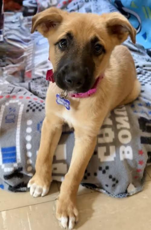 🐶 Playful Puppies and Loving Adults Ready for Adoption in Hillside ...