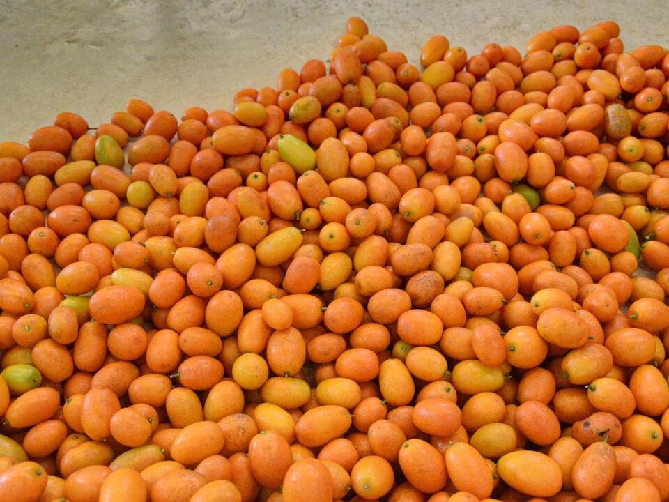 insider-s-guide-to-the-27th-annual-kumquat-festival-on-january-27-2024