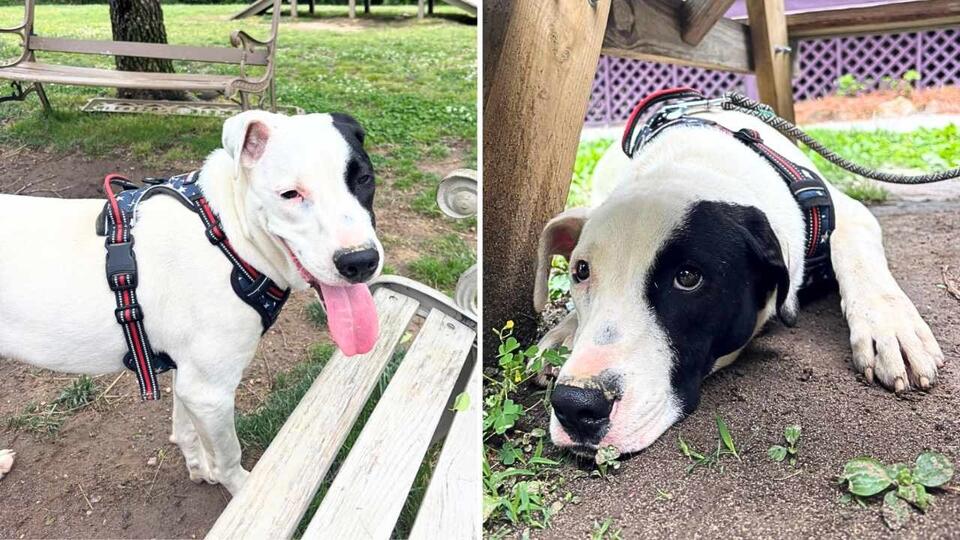 Meet Gus Gingerbread: A Puppy Found "Alone, Scared, & Hungry" Now ...