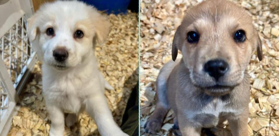 Local Rescue Shares Litter of Puppies with Celebrity-Inspired Names ...