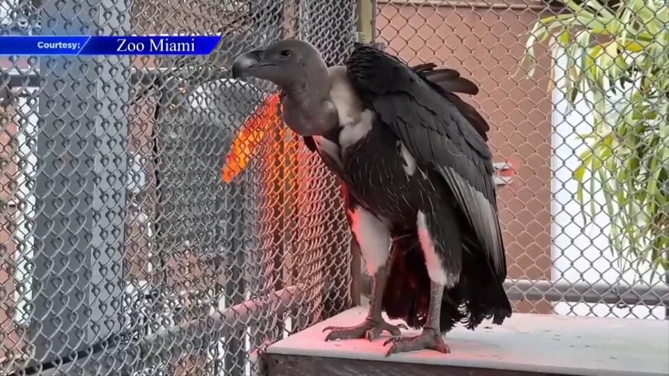 Zoo Miami, Jungle Island officials move several animals to heated ...