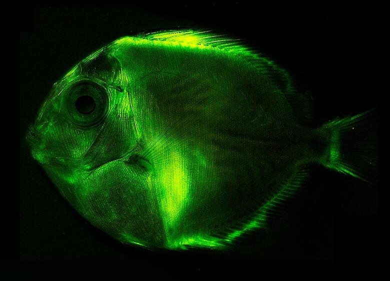 Glowing Through Time: Fish Biofluorescence Evolved Over 100 Times in ...