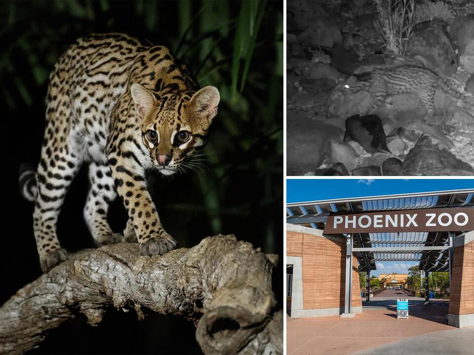 Rare, endangered ocelot spotted in Arizona mountains: ‘I was in disbelief’