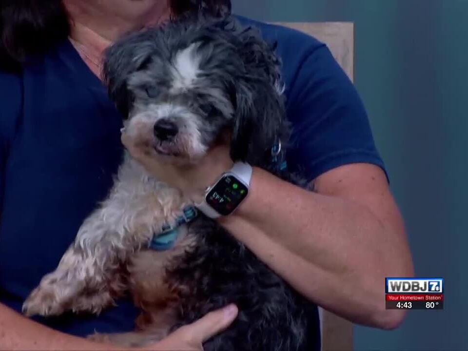 Angels of Assisi Hold Fundraiser for Adoptable Pets