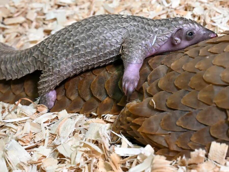 White-bellied pangolin pup born at Brookfield Zoo Chicago