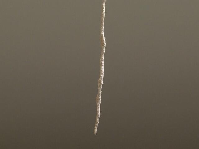 Rare termite 'tubes' show up in Paradise Valley