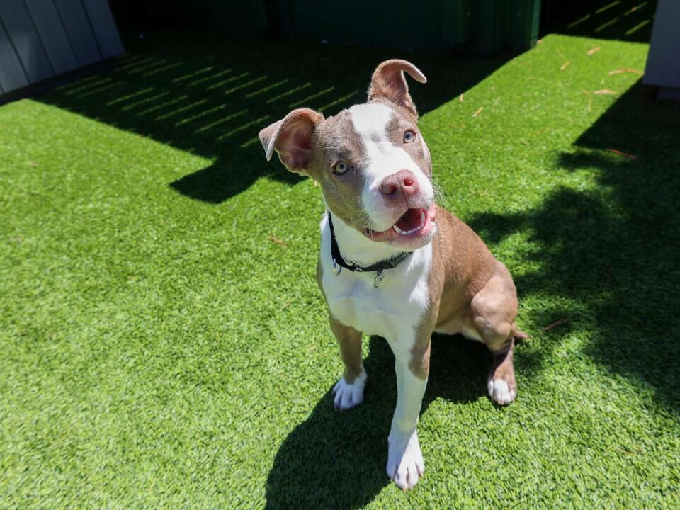 This dog named Princess is ready for her happily ever after