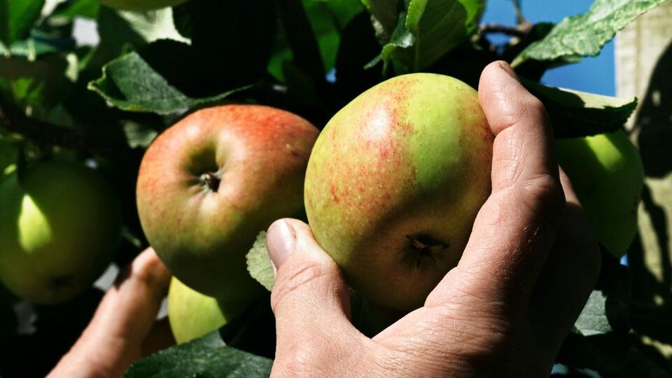 How to pick apples perfectly – this simple 3-step technique is all you ...