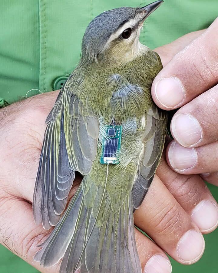 Big news in bird tracking tech: a new radio-tech method is smaller ...