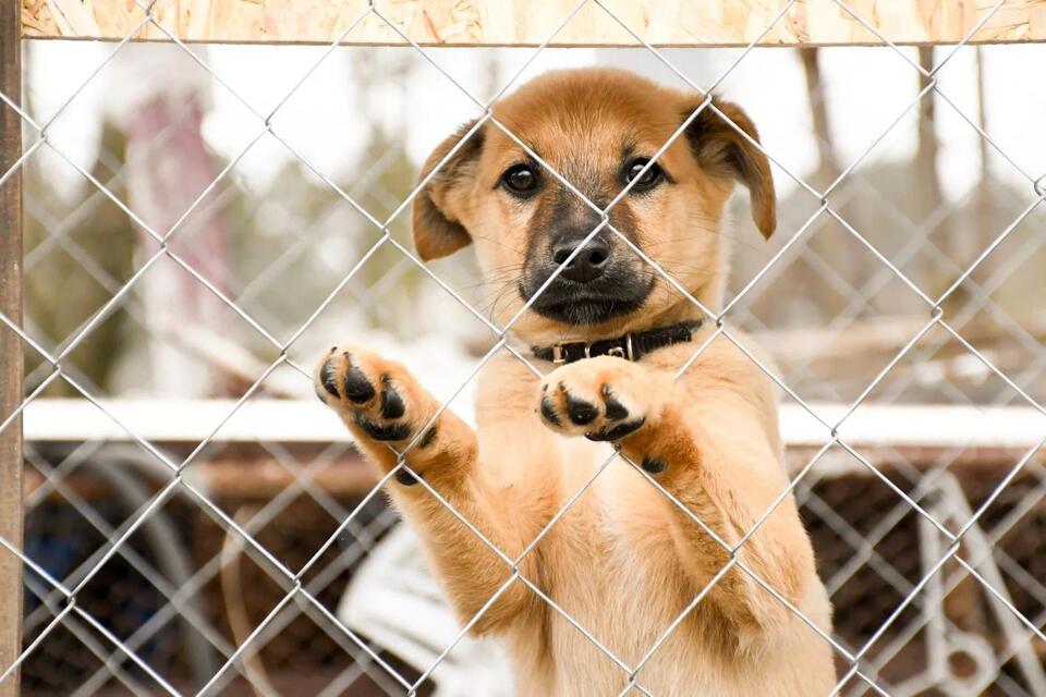 California House Passes 72-Hour Euthanasia Notice Bill for Animal ...