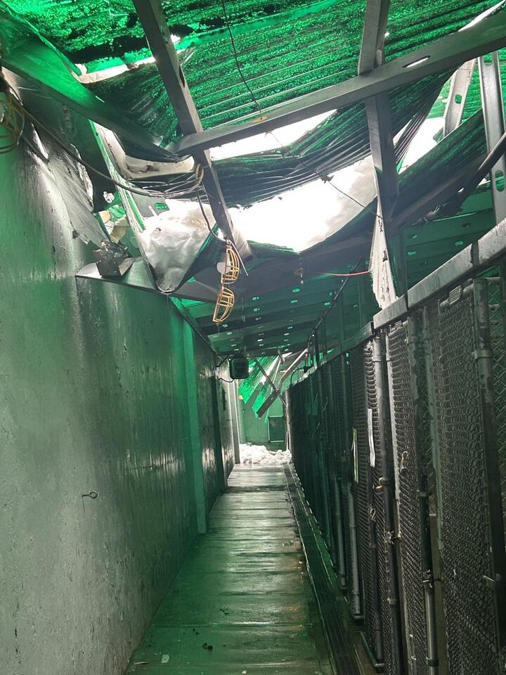 New Jersey shelter pleads for emergency fosters after snow collapse ...