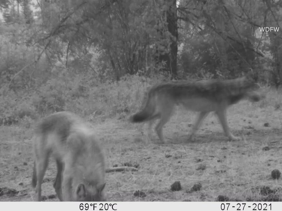 WDFW approves killing wolf from Couse wolf pack in southeast Washington