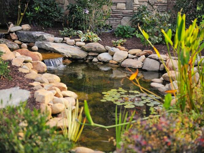 How to Build a Water Garden Stocked Full of Fish and Plants