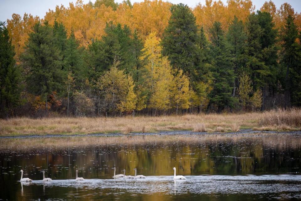 Minnesota DNR Makes Largest Land Acquisition In Years In Northern ...