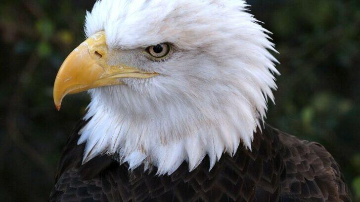 11 States Where the Bald Eagle Population is Soaring: A Conservation ...