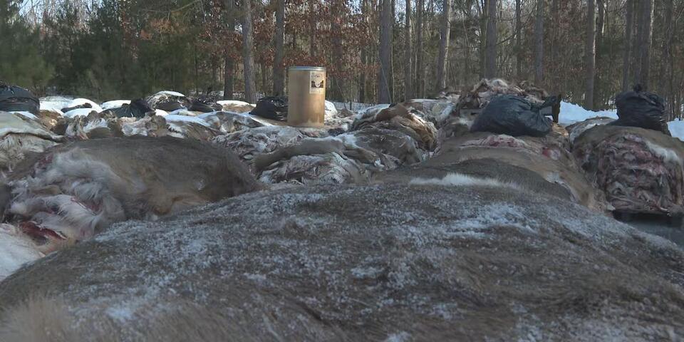 Deer hide donations helping people with disabilities go to summer camp ...