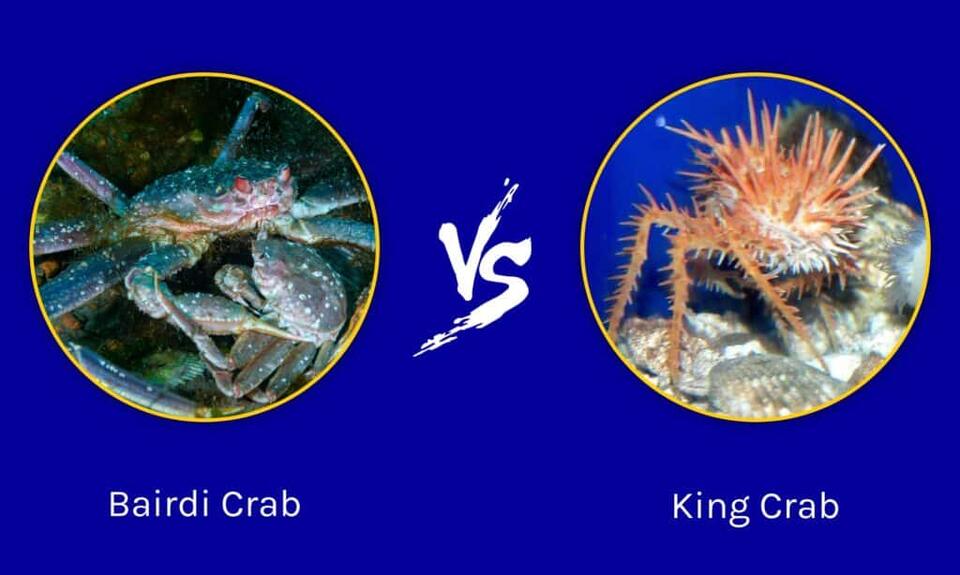 Bairdi Crab vs King Crab: What Are 6 Key Differences? - NewsBreak